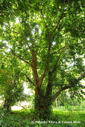 NParks | Inocarpus fagifer