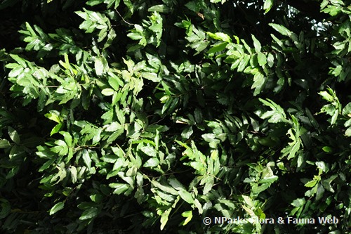 NParks | Inocarpus fagifer