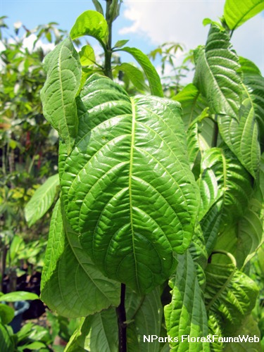 NParks | Pachystachys coccinea