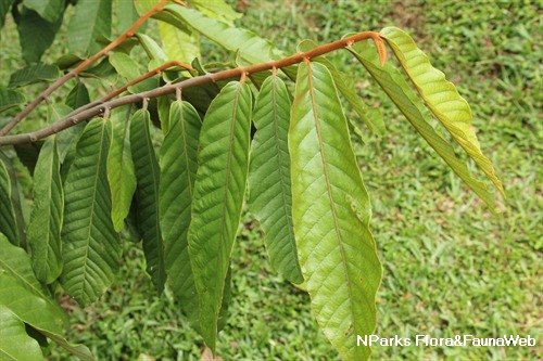 NParks | Knema hookeriana