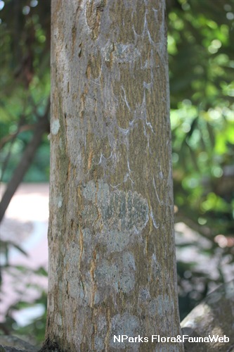 NParks | Knema curtisii