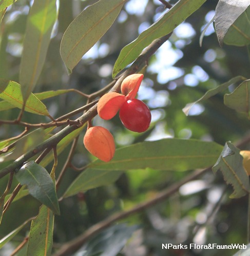 NParks | Knema curtisii