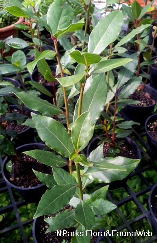 NParks | Laurus nobilis