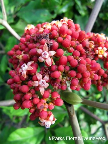 NParks | Leea guineensis