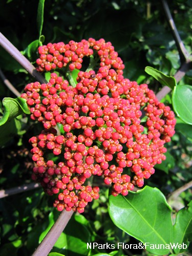 NParks | Leea guineensis