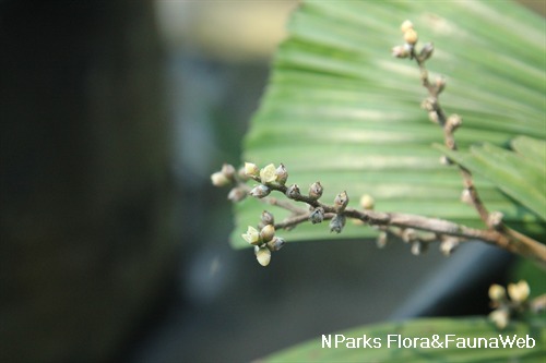 NParks | Licuala triphylla