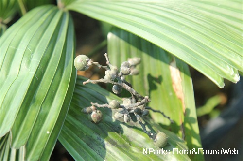 NParks | Licuala triphylla