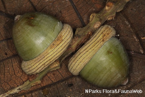 NParks | Lithocarpus lucidus