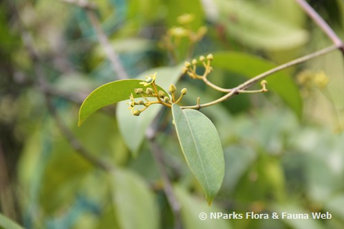 NParks | Azadirachta excelsa
