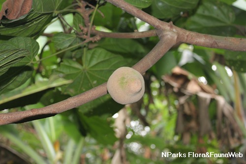 NParks | Quararibea cordata