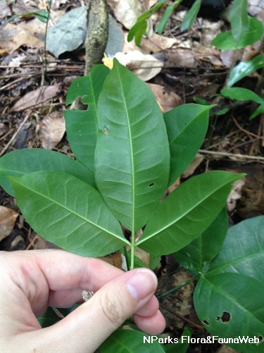 NParks | Melicope lunu-ankenda