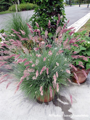 Savannah Ruby Grass (Melinis Nerviglumis 'Savannah') In Wilmette ...