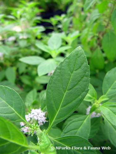 NParks | Mentha arvensis