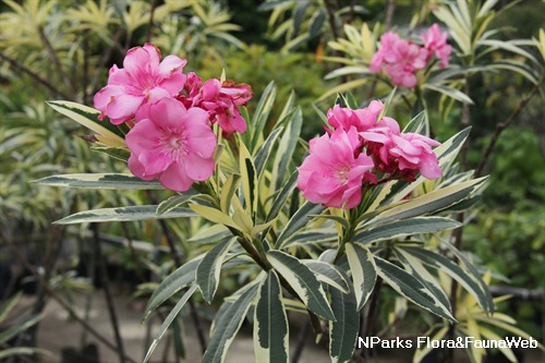 NParks | Nerium oleander (variegated)