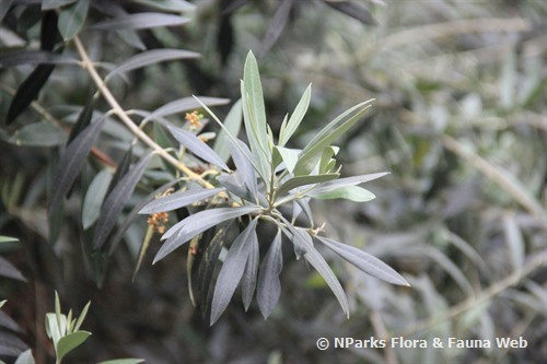 NParks | Olea europaea