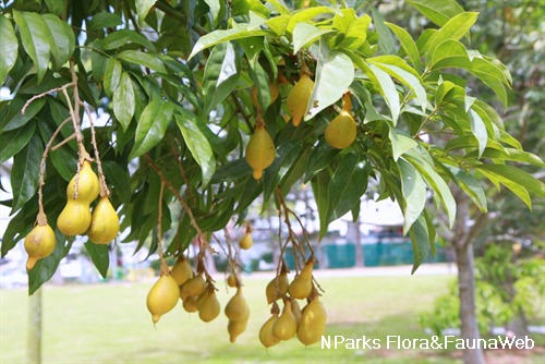 NParks | Ormosia pinnata