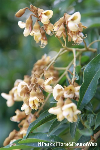 NParks | Ormosia pinnata