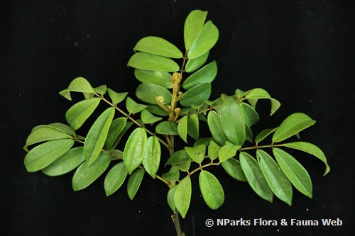 NParks | Ormosia bancana