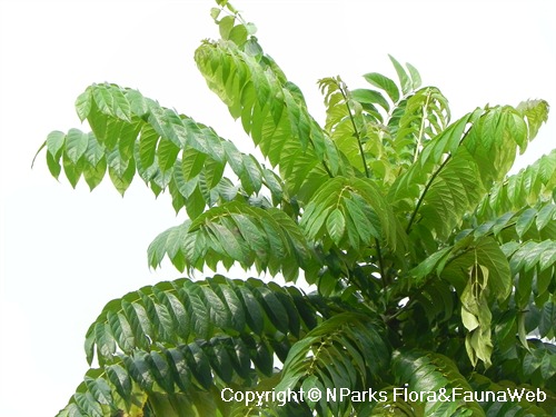 NParks | Pajanelia longifolia