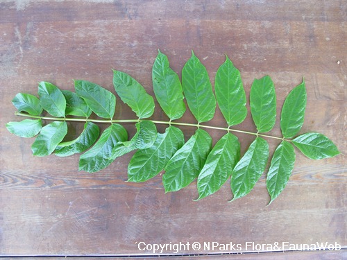 NParks | Pajanelia longifolia