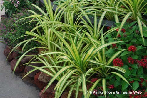 NParks | Pandanus tectorius Parkinson ex Du Roi(thornless)
