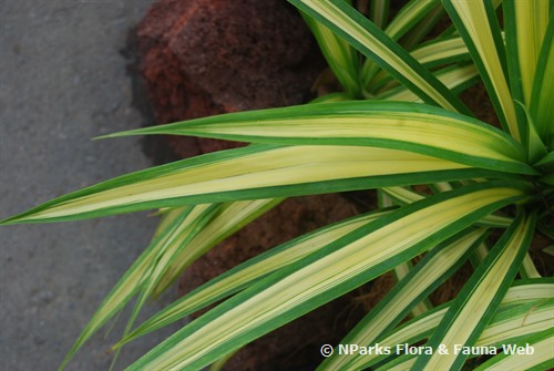 NParks | Pandanus tectorius Parkinson ex Du Roi(thornless)