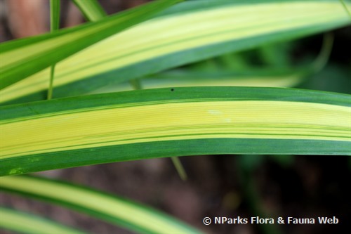 NParks | Pandanus tectorius Parkinson ex Du Roi(thornless)