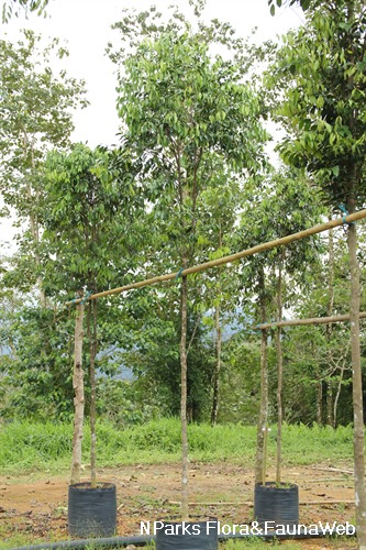 NParks | Parastemon urophyllus