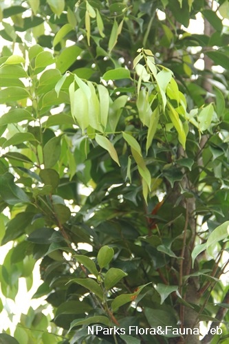 NParks | Parastemon urophyllus