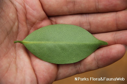 NParks | Parastemon urophyllus