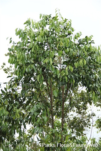 NParks | Andira inermis