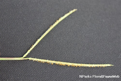 NParks | Paspalum conjugatum