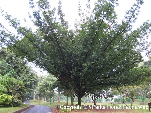 NParks | Pentadesma butyracea