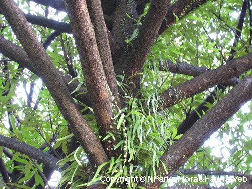 NParks | Pentadesma butyracea