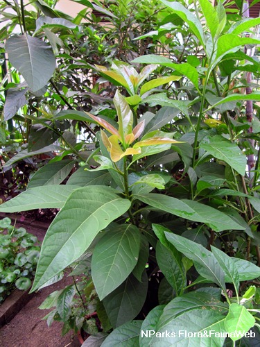 NParks | Persea americana