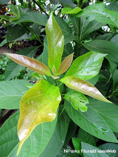 NParks | Persea americana