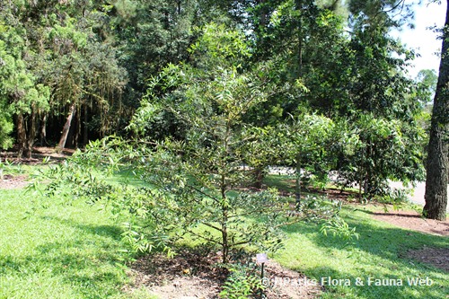 NParks | Nageia nagi