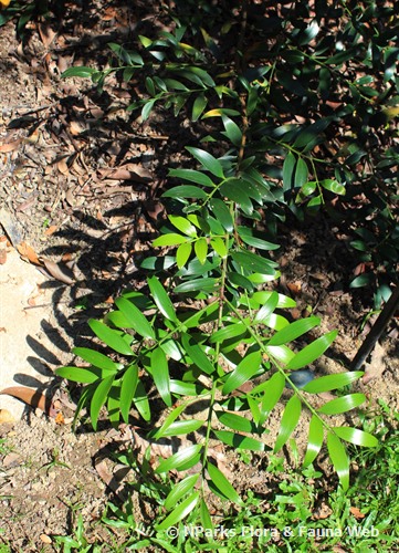 NParks | Nageia nagi