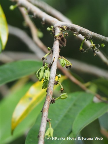 NParks | Ruellia simplex