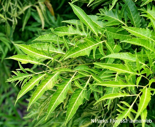 NParks | Polyscias fruticosa (Dwarf)