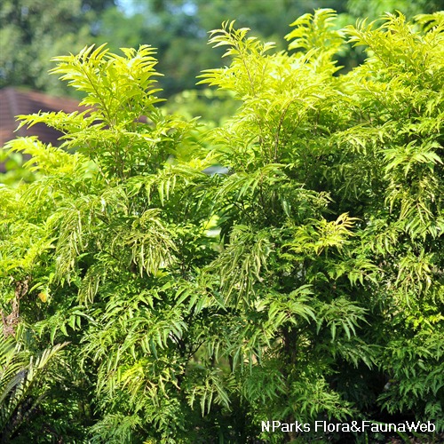 NParks | Polyscias fruticosa