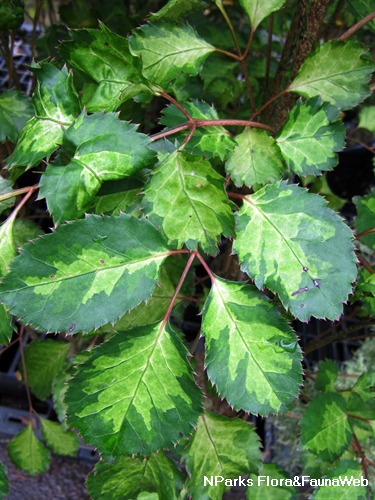 NParks | Polyscias fruticosa (Dwarf)