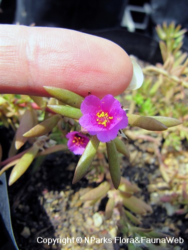 NParks | Portulaca pilosa var pilosa