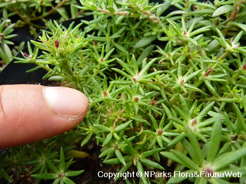 NParks | Portulaca pilosa var pilosa