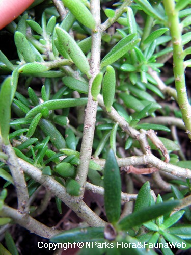 NParks | Portulaca pilosa var pilosa