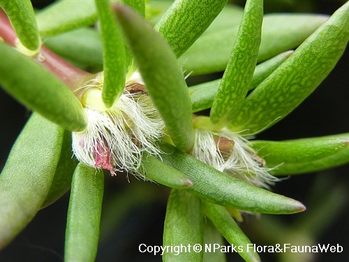 NParks | Portulaca pilosa var pilosa