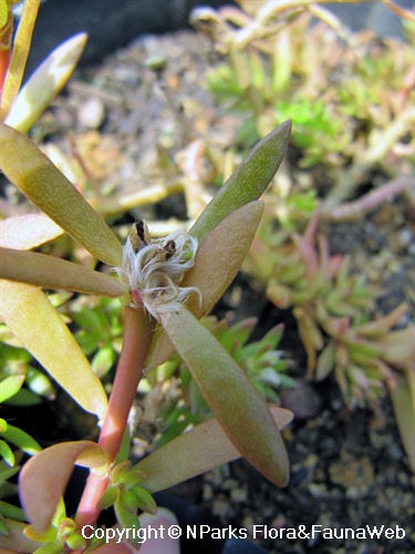 NParks | Portulaca pilosa var pilosa