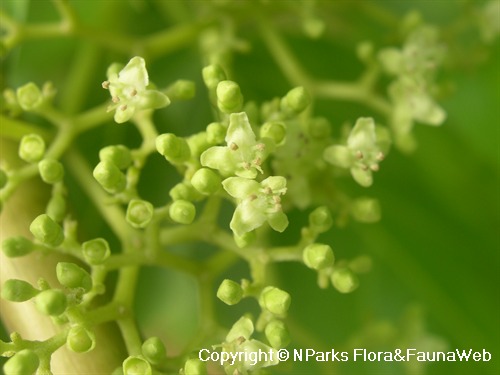 NParks | Premna serratifolia