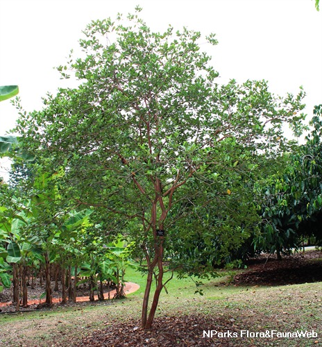 NParks | Psidium cattleyanum