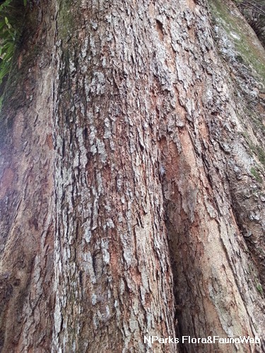 NParks | Pterocarpus rohrii